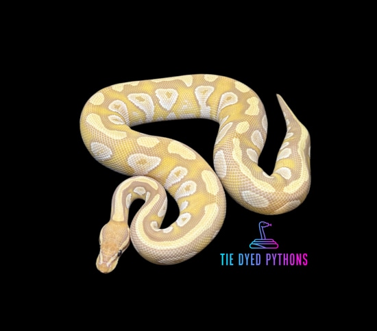 Ultramel Mojave POs Het Cryptic Pied Ball Python by Tie Dyed Pythons