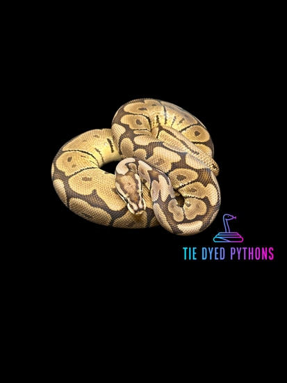 Black Pastel Spider Ball Python by Tie Dyed Pythons