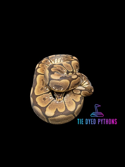 Black Pastel Spider Ball Python by Tie Dyed Pythons