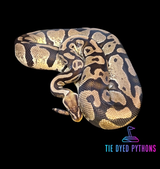 Pastel Het Hypo/ Piebald Ball Python by Tie Dyed Pythons
