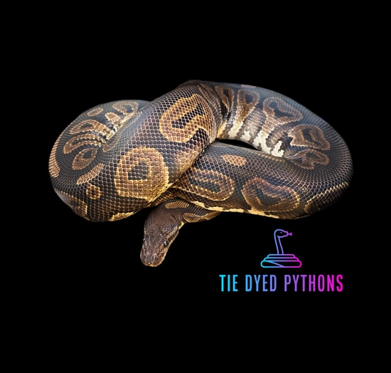 Black Pastel Ball Python by Tie Dyed Pythons