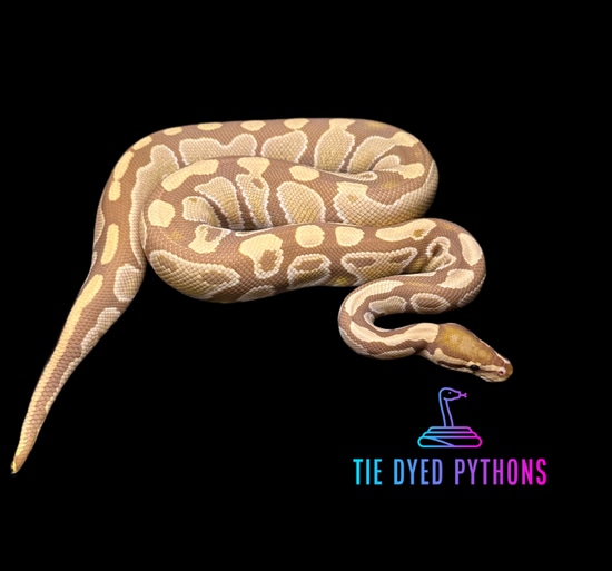 Ultramel Het Cryptic Pied Ball Python by Tie Dyed Pythons