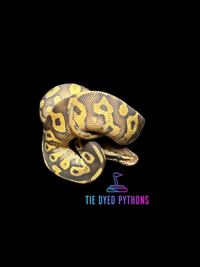 Pastel Mojave Het Ultramel Poss Leopard Ball Python by Tie Dyed Pythons