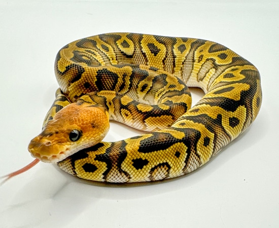 Cypress Clown 50% Pos Het Hypo Ball Python by Castle Rock reptiles