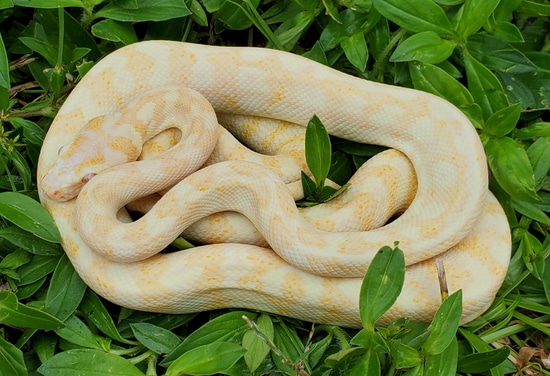 Albino Darwin Carpet Python by Tierra de Morelia
