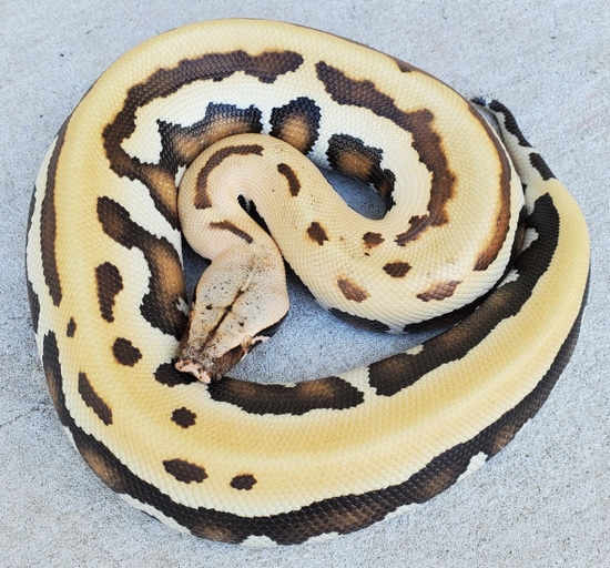 Goldeneye Het T+ Blood Python by Tierra de Morelia