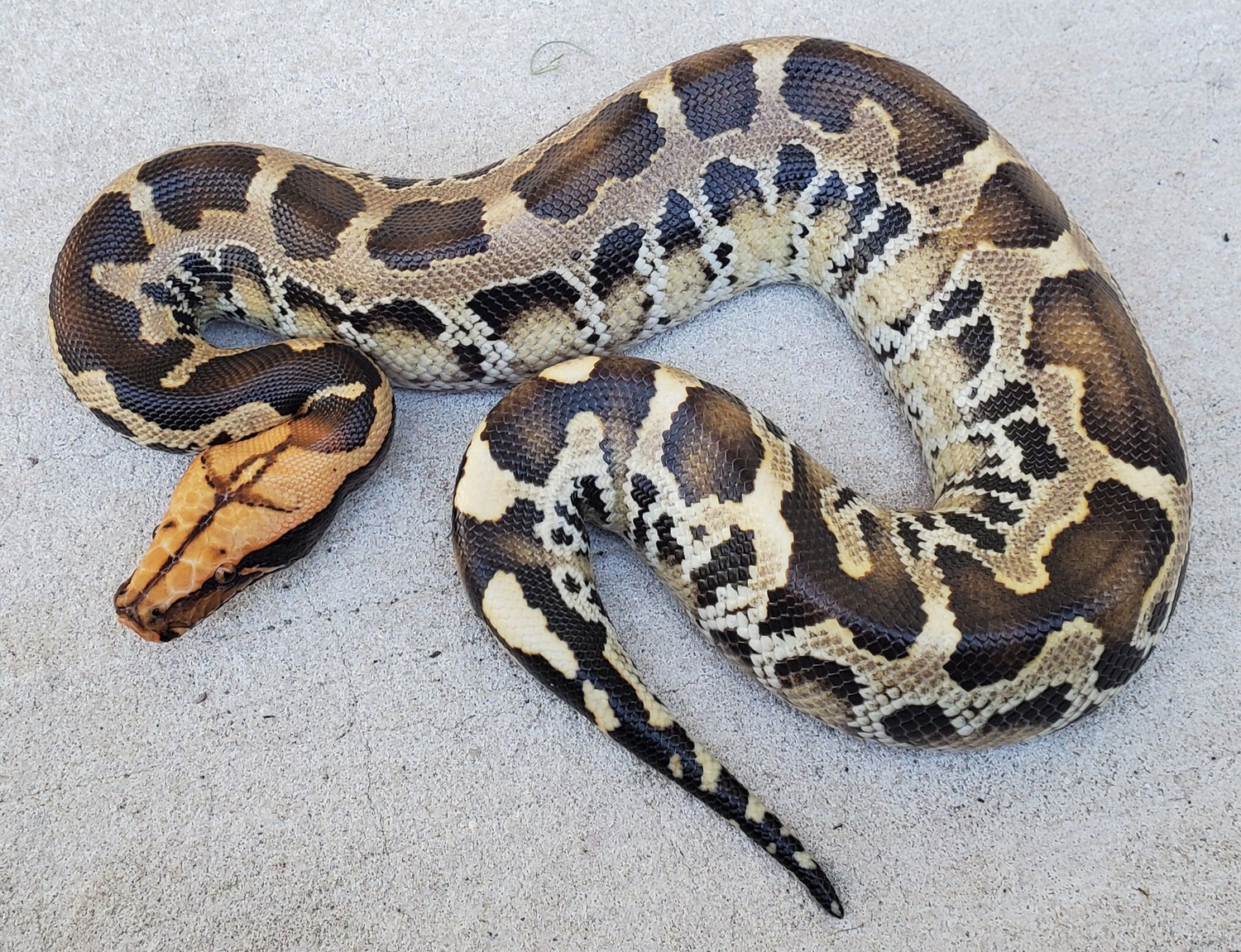 Pumpkin-head Het Albino Sumatran Short-tailed Python by Tierra de ...