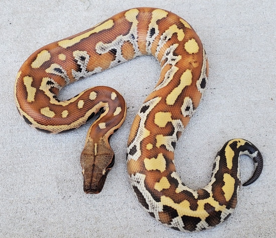 Het T+ Albino Blood Python by Tierra de Morelia