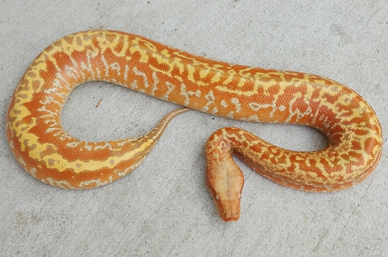 T+ Albino Batik Blood Python by Tierra de Morelia