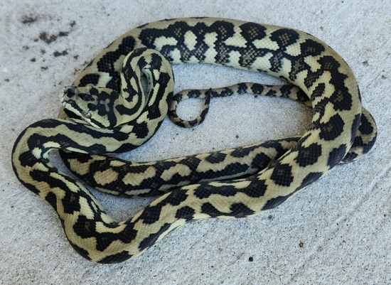 High Contrast Coastal Carpet Python by Tierra de Morelia