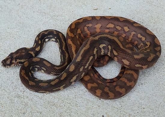 Darwin Darwin Carpet Python by Tierra de Morelia