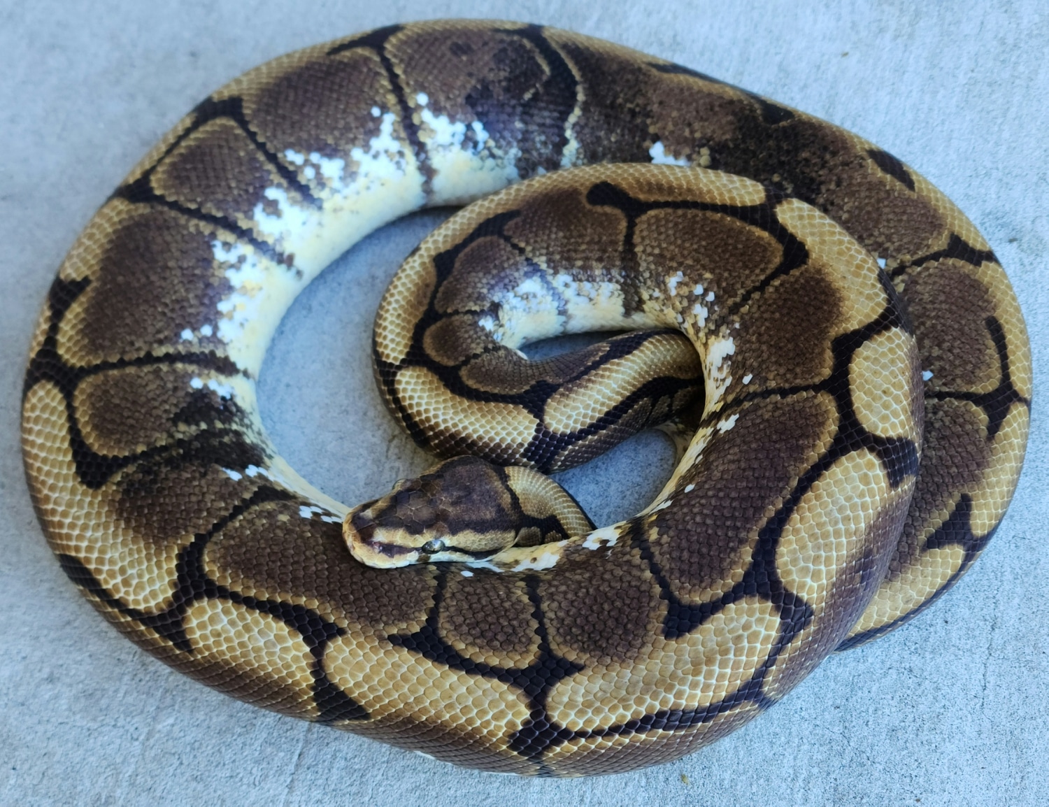 Proven Spider Ball Python by Tierra de Morelia - MorphMarket