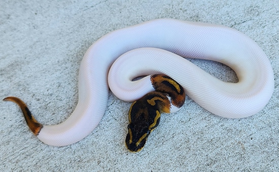 High White Pied Ball Python by Tierra de Morelia