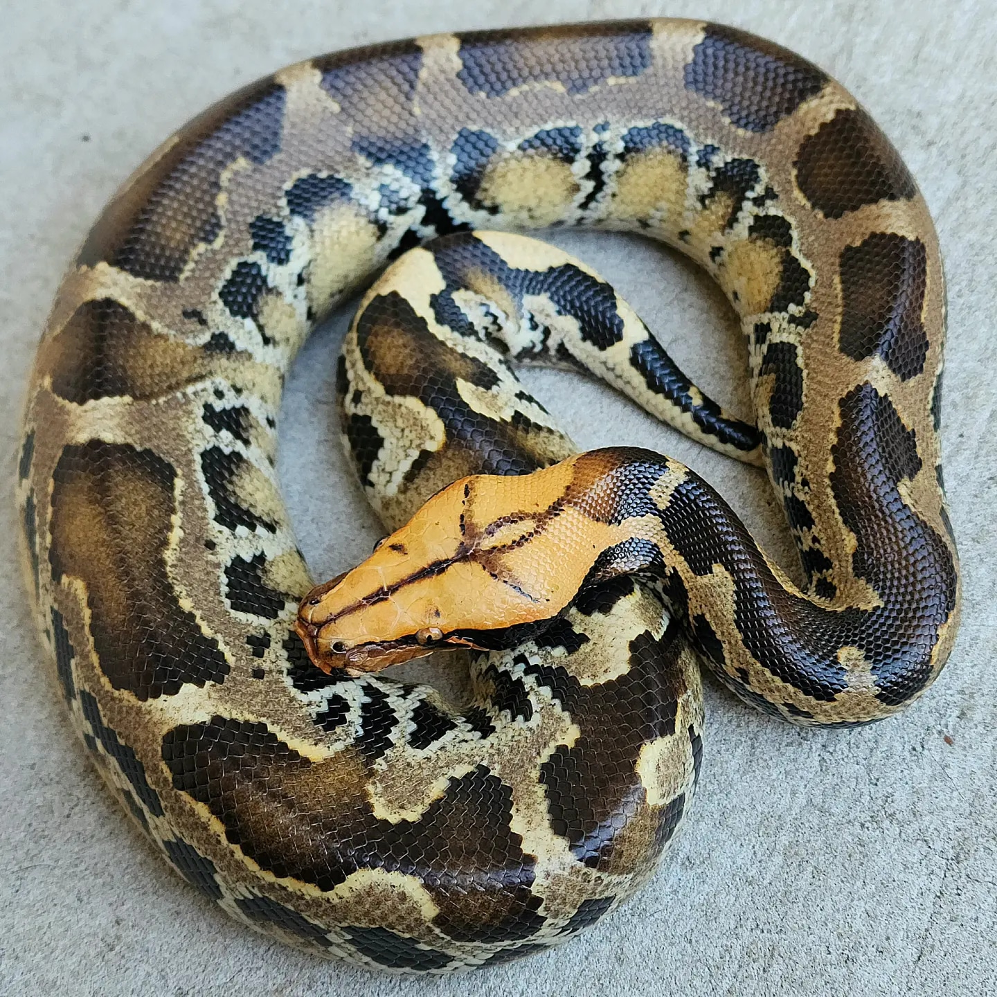 Pumpkin-head Het Albino Sumatran Short-tailed Python by Tierra de ...