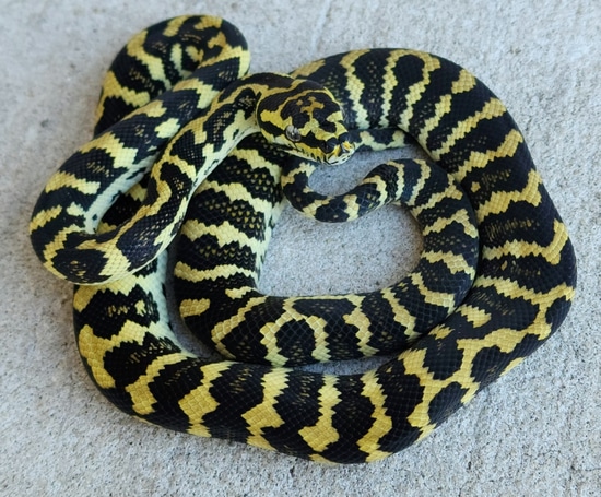 Jungle Jungle Carpet Python by Tierra de Morelia