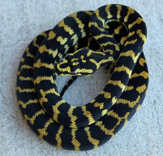 Jungle Jungle Carpet Python by Tierra de Morelia