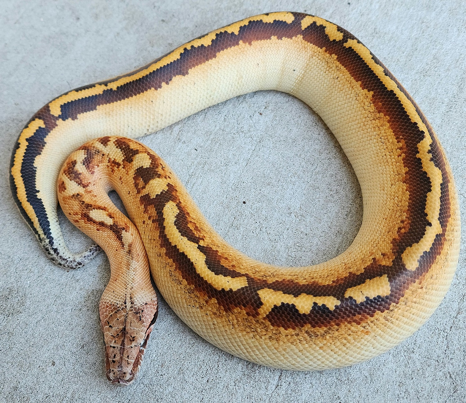Ivory Blood Python by Tierra de Morelia - MorphMarket