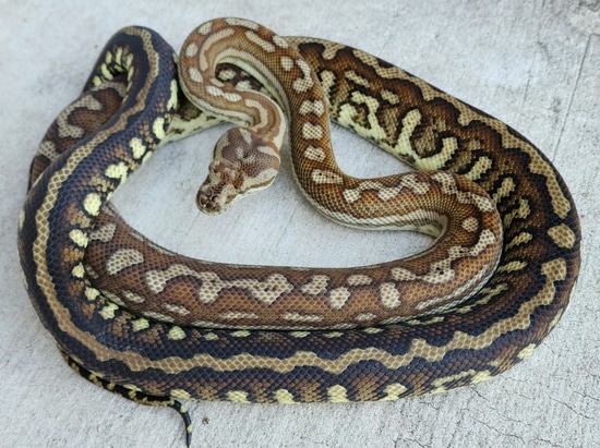50% Hypo Blood/66% Het Stripe Centralian Carpet Python by Tierra de Morelia