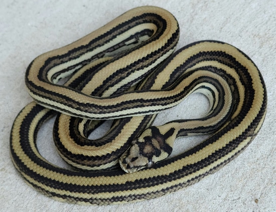 Tiger Coastal Carpet Python by Tierra de Morelia