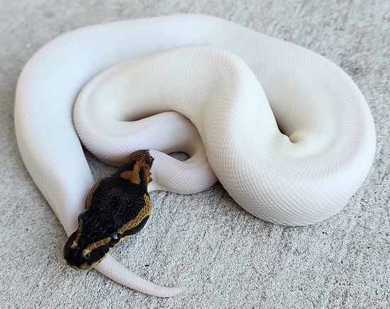 High White Pied Ball Python by Tierra de Morelia