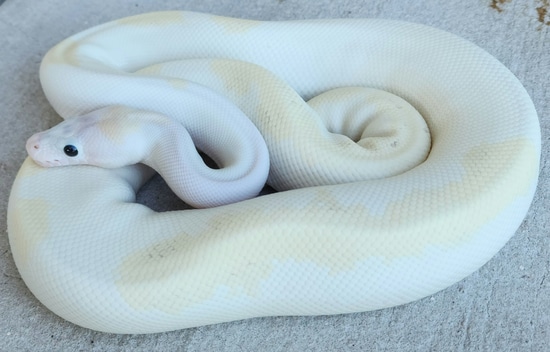 Super Fire Ball Python by Tierra de Morelia