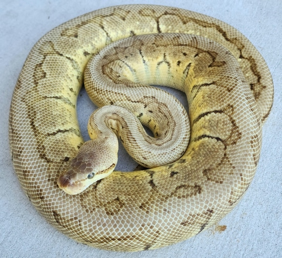 LemonBlast Ball Python by Tierra de Morelia