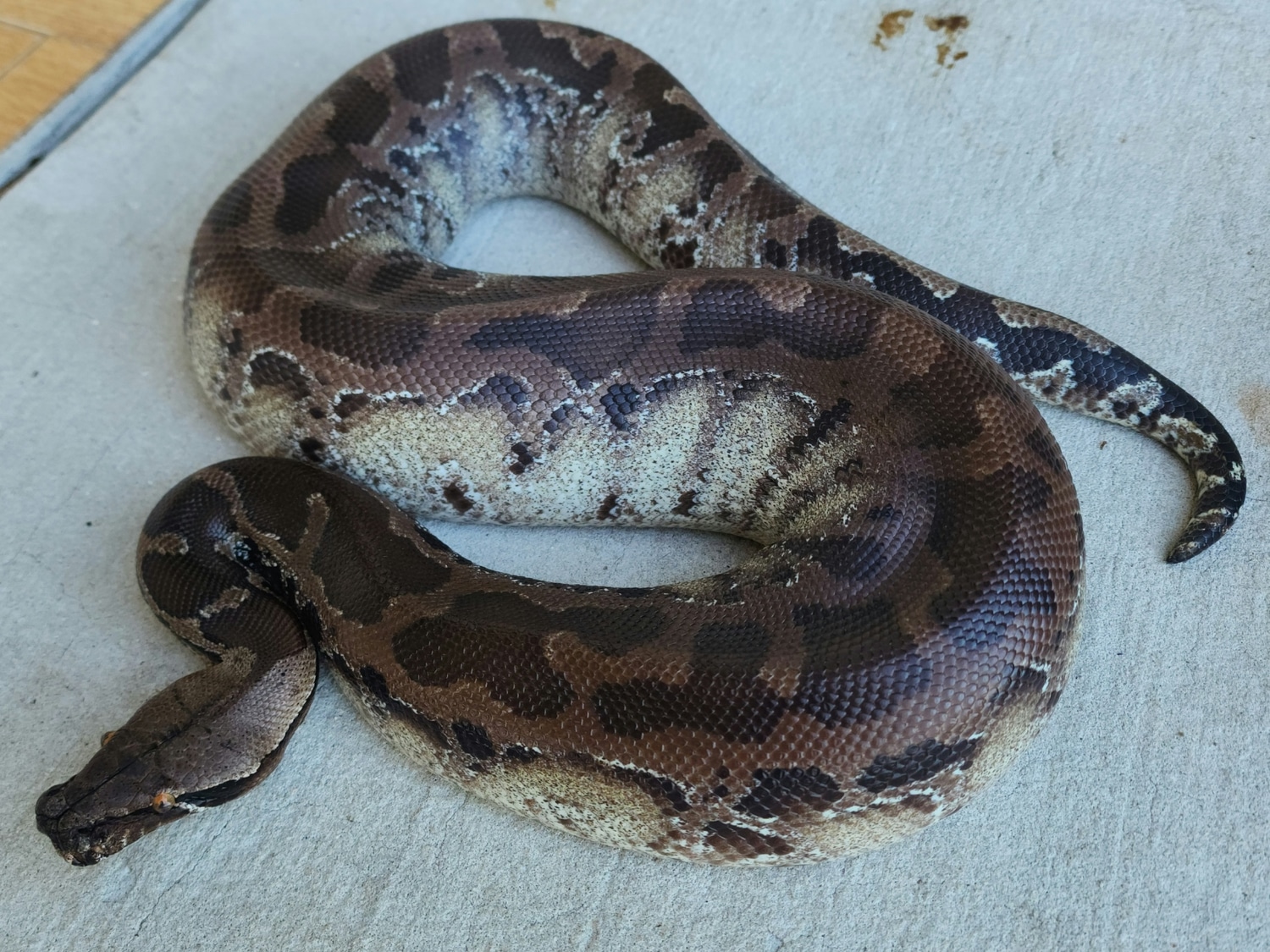 Chrome-head Sumatran Short-Tailed Python by Tierra de Morelia - MorphMarket