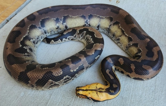 Pumpkin-head Het Caramel Sumatran Short-Tailed Python by Tierra de Morelia