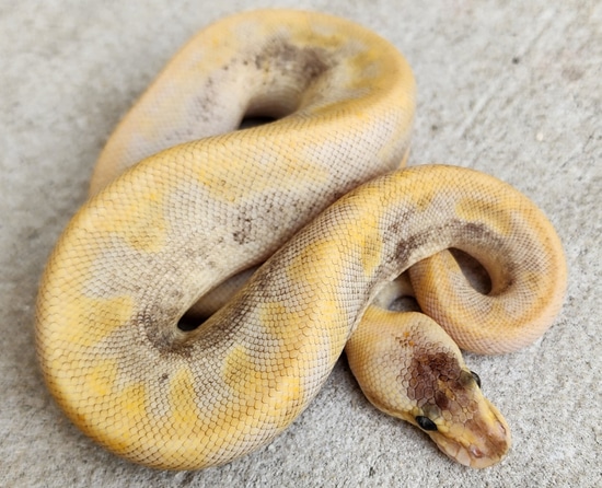 Pastel Champagne Ball Python by Tierra de Morelia