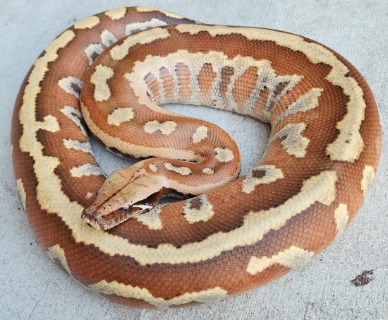 Proven Matrix Het T+ Albino Blood Python by Tierra de Morelia