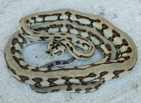 Tiger Jag Coastal Carpet Python by Tierra de Morelia