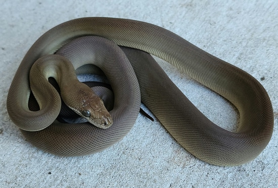 Olive Python Poss Het Albino by Tierra de Morelia