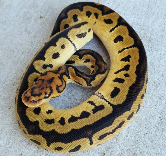 Orange Dream Clown Ball Python by Tierra de Morelia