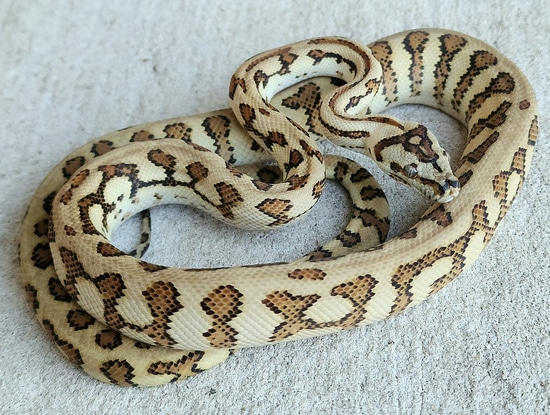 Caramel Tiger Jag Coastal Carpet Python by Tierra de Morelia