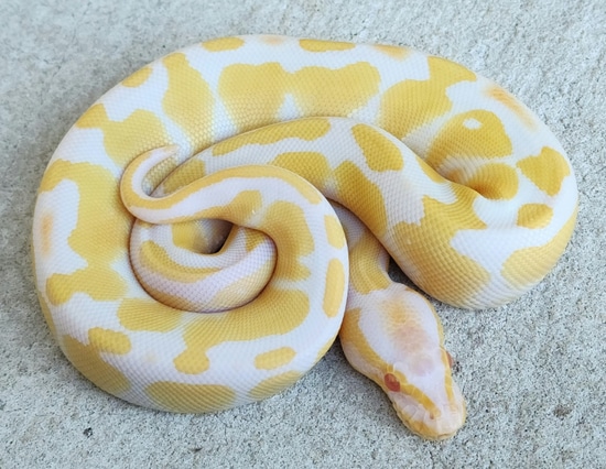 Albino Ball Python by Tierra de Morelia