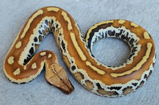 Matrix Blood Python by Tierra de Morelia