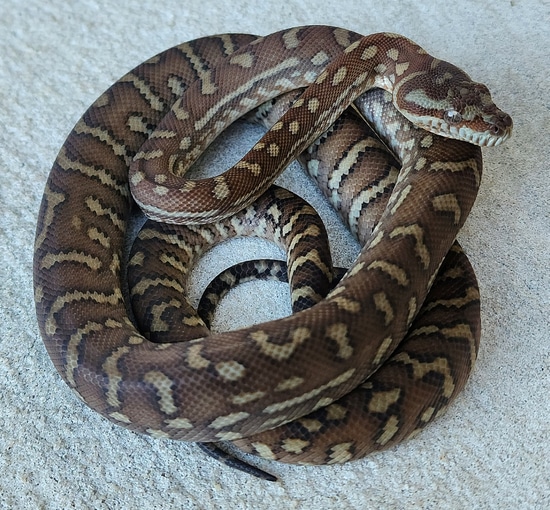 Pure Afors Centralian Carpet Python by Tierra de Morelia