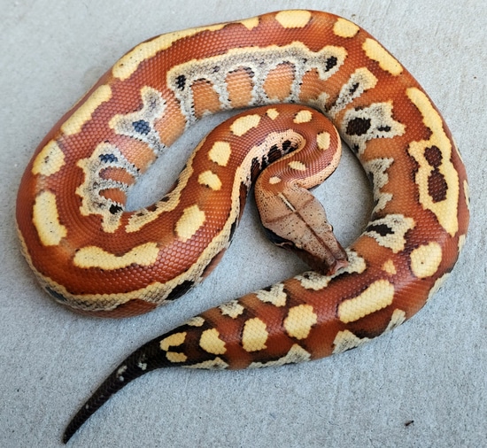 VPI Hypo Stripe X Marter Stripe Blood Python by Tierra de Morelia