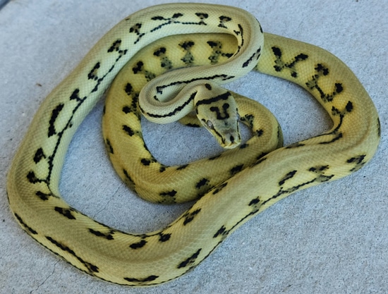 Tiger Jag Coastal Carpet Python by Tierra de Morelia