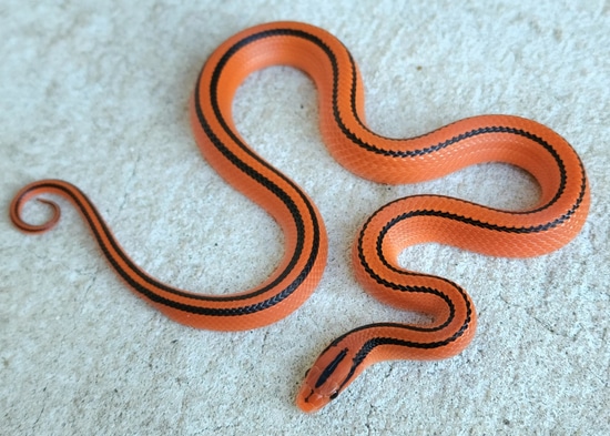Coxi Bamboo Rat Snake by Tierra de Morelia