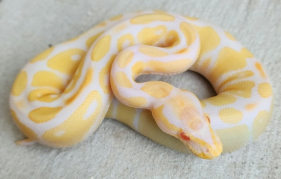 Albino Ball Python by Tierra de Morelia