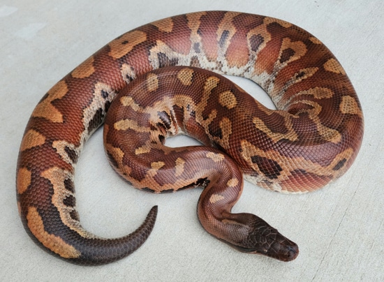 Matrix Blood Python by Tierra de Morelia