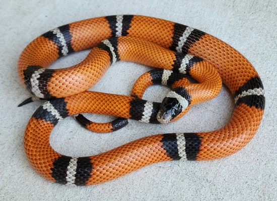 Hypo E Albino Splotched Group Sinaloan Milk Snake by Tierra de Morelia