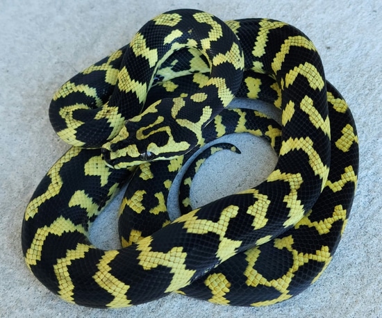 Jungle Jungle Carpet Python by Tierra de Morelia
