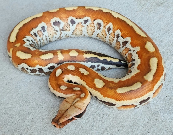 Matrix Blood Python by Tierra de Morelia