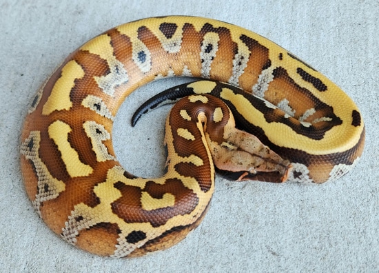 Red Blood Blood Python by Tierra de Morelia