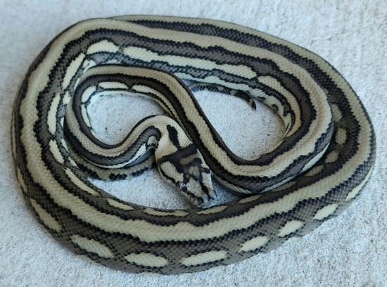 Tiger Coastal Carpet Python by Tierra de Morelia