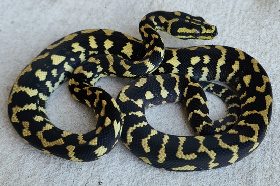 Jungle Jungle Carpet Python by Tierra de Morelia