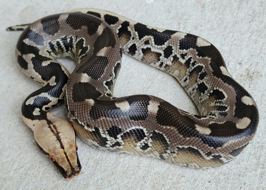 Chrome-head Sumatran Short-Tailed Python by Tierra de Morelia