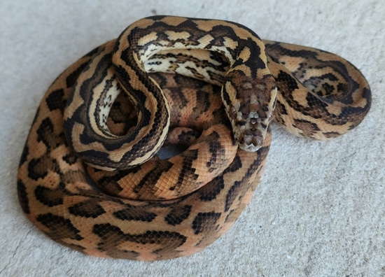 Darwin Darwin Carpet Python by Tierra de Morelia